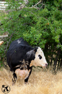 Panda The Burned Steer - Animal Place