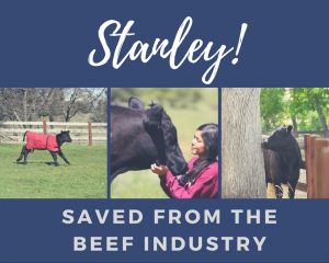 Meet Stanley - Animal Place