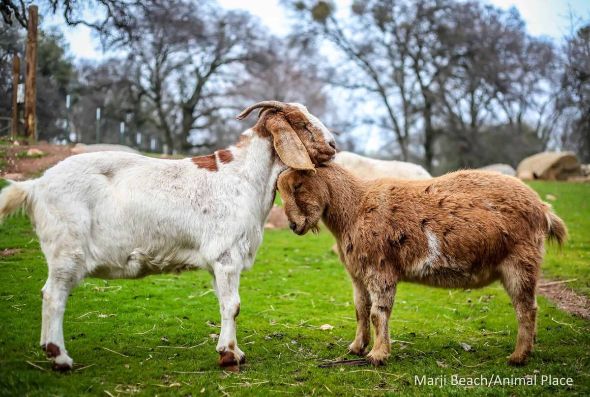 Animal Place Named 'Best Sanctuary' by Best in Shelter - Animal Place