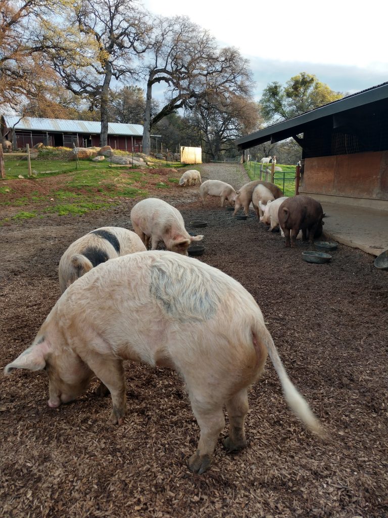 A Day in the Life of an Animal Caregiver - Animal Place