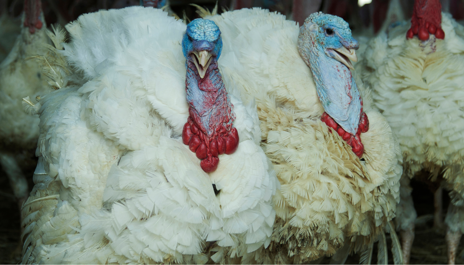 Why You Should Care About Turkeys – Animal Place