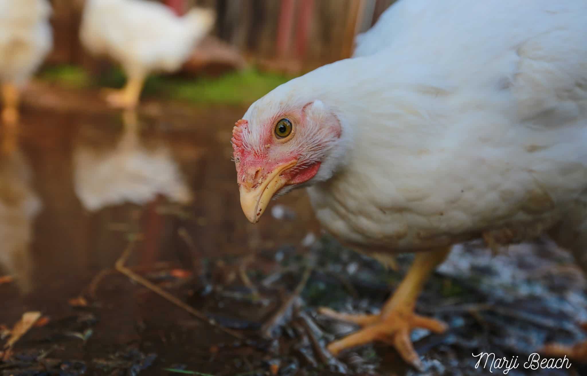 Cupcake - Animal Place