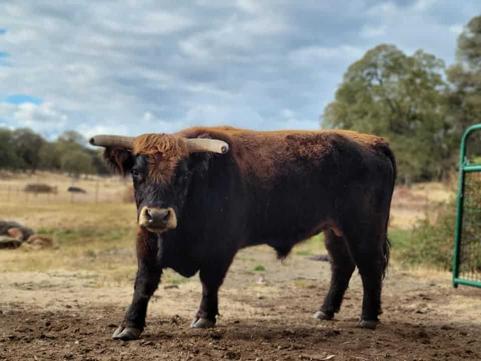 Davey - Animal Place