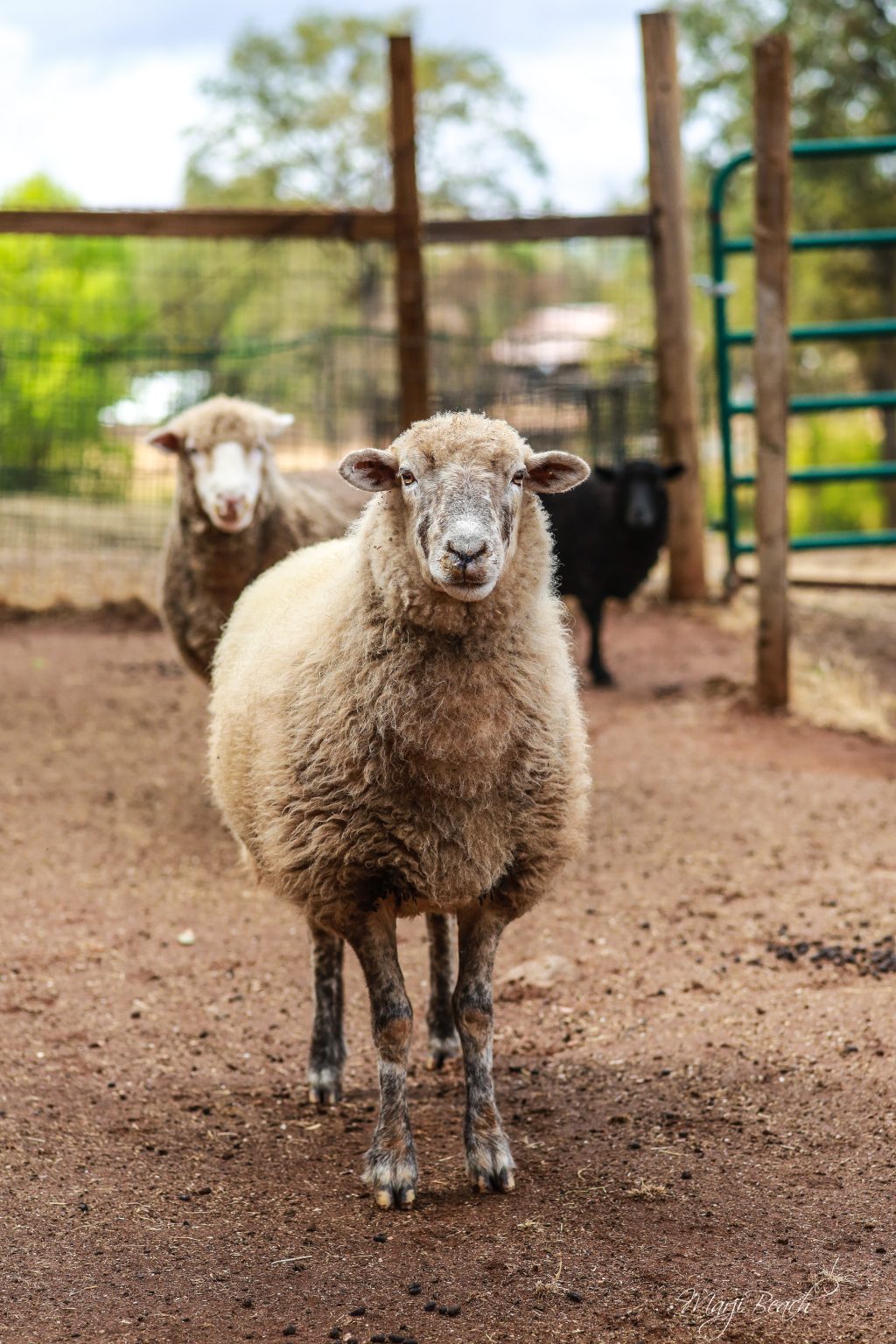 Gigi - Animal Place