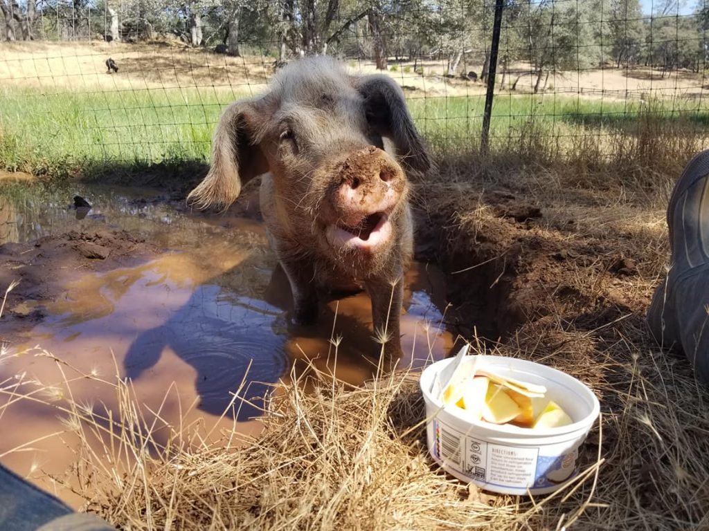Ruby - Animal Place