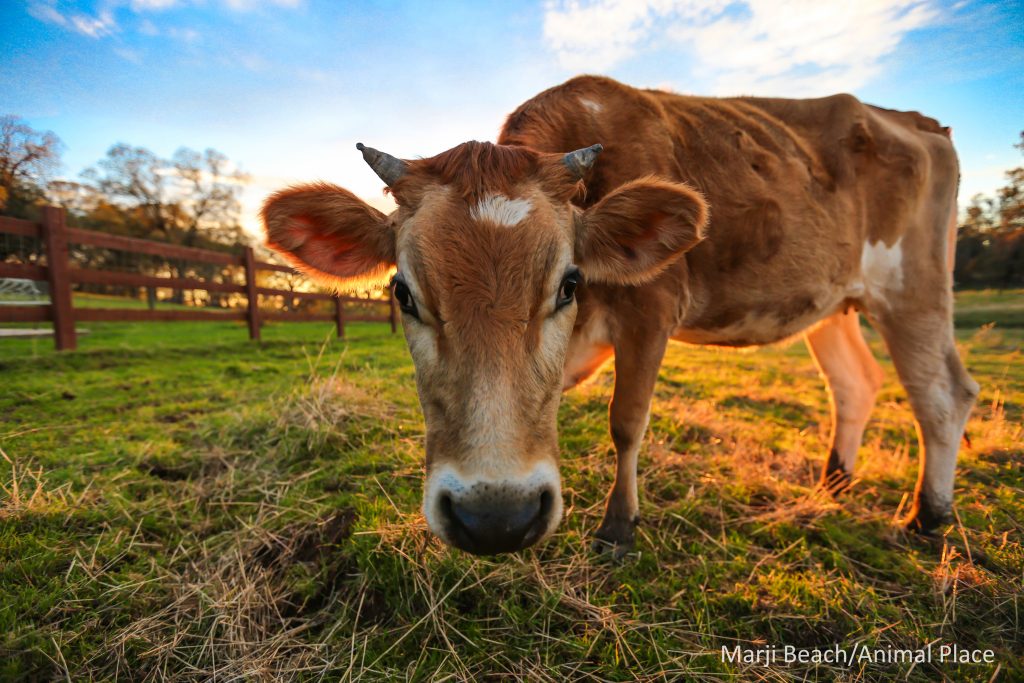 Shelby - Animal Place