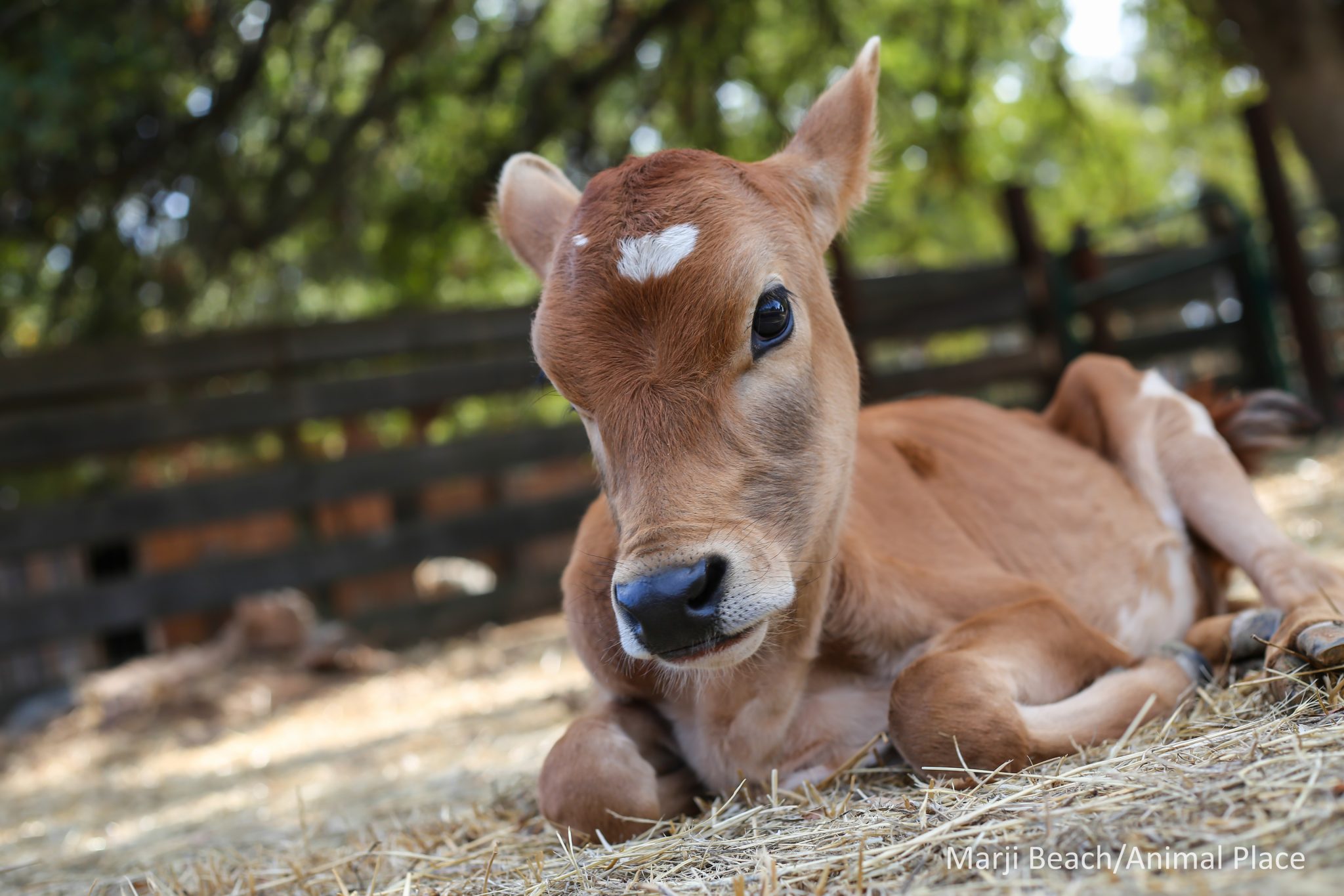 Shelby - Animal Place