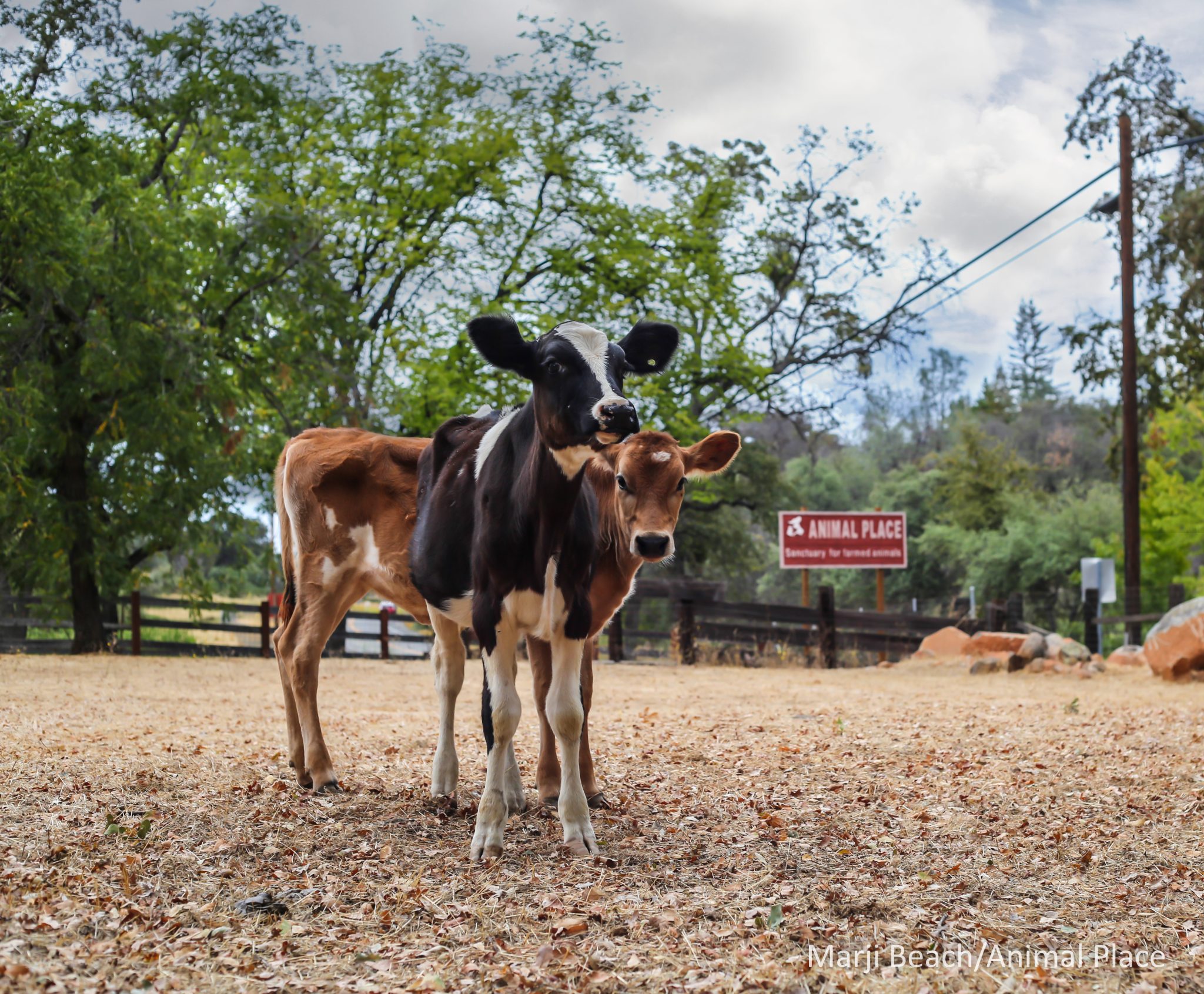 Shelby - Animal Place