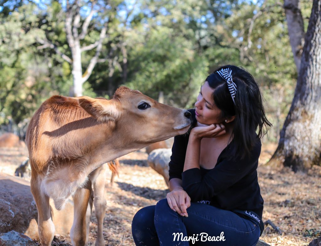 Shelby - Animal Place