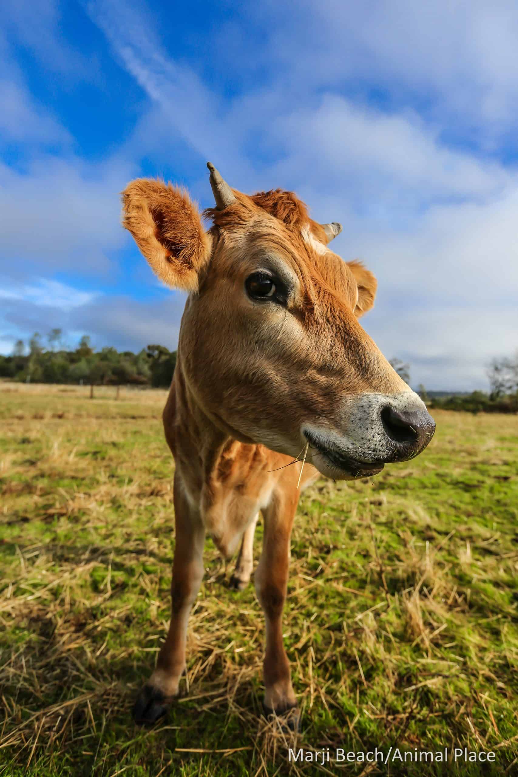 Shelby - Animal Place