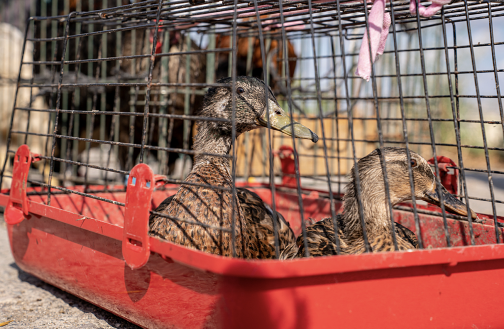 Why You Should Care About Ducks – Animal Place
