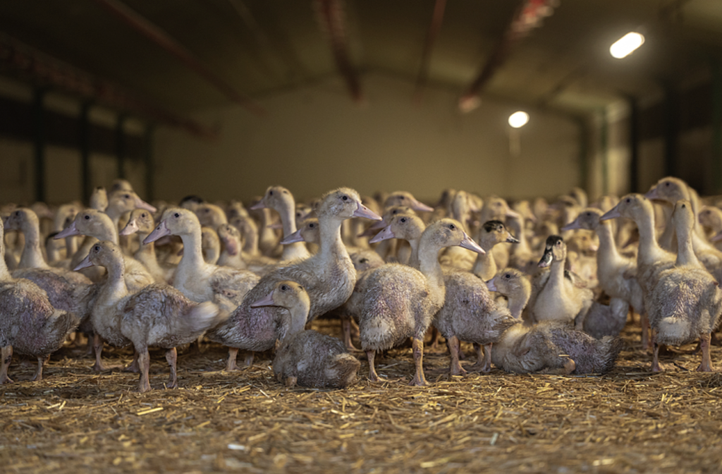 Why You Should Care About Ducks – Animal Place
