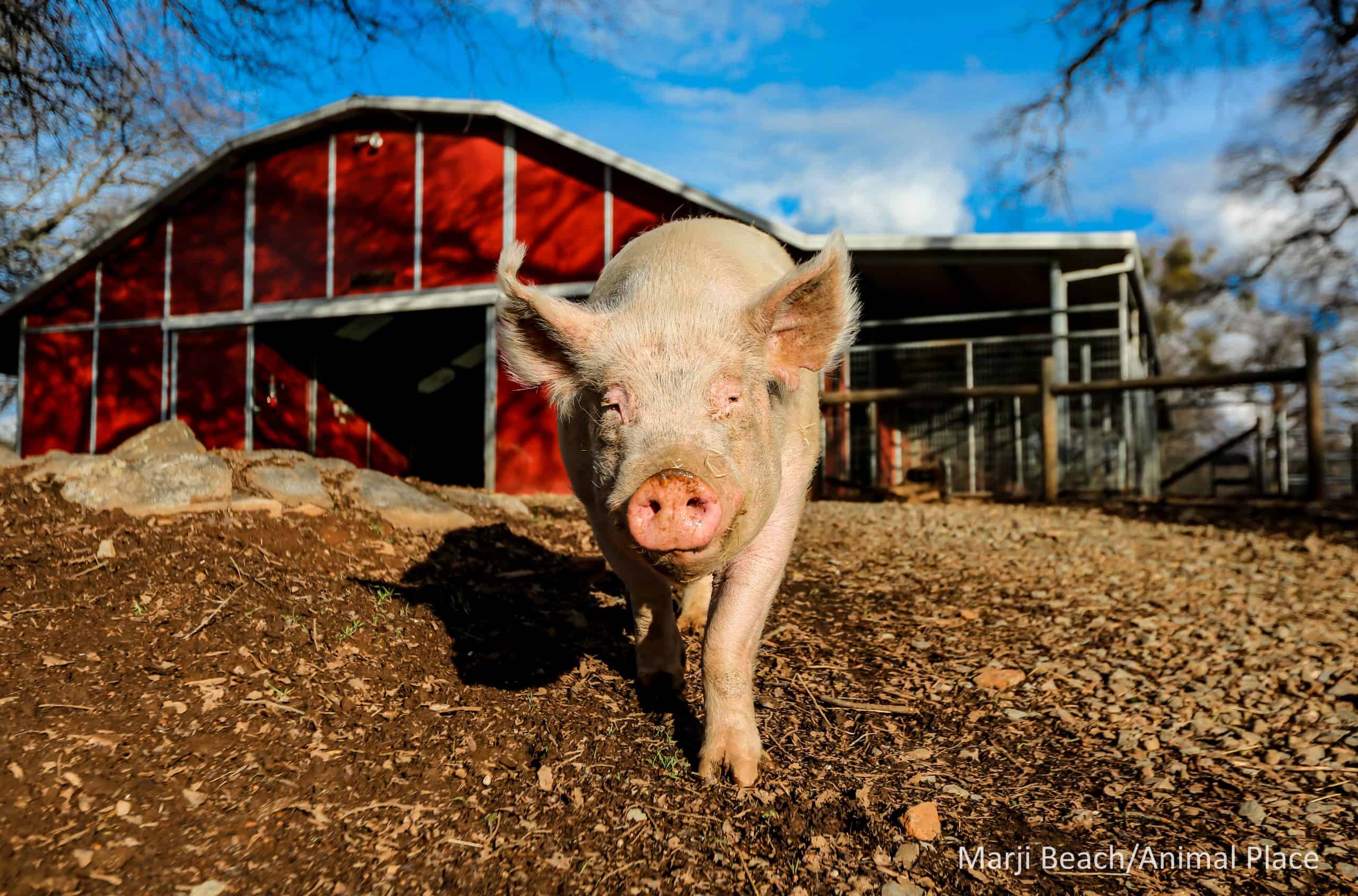 Planned Giving - Animal Place