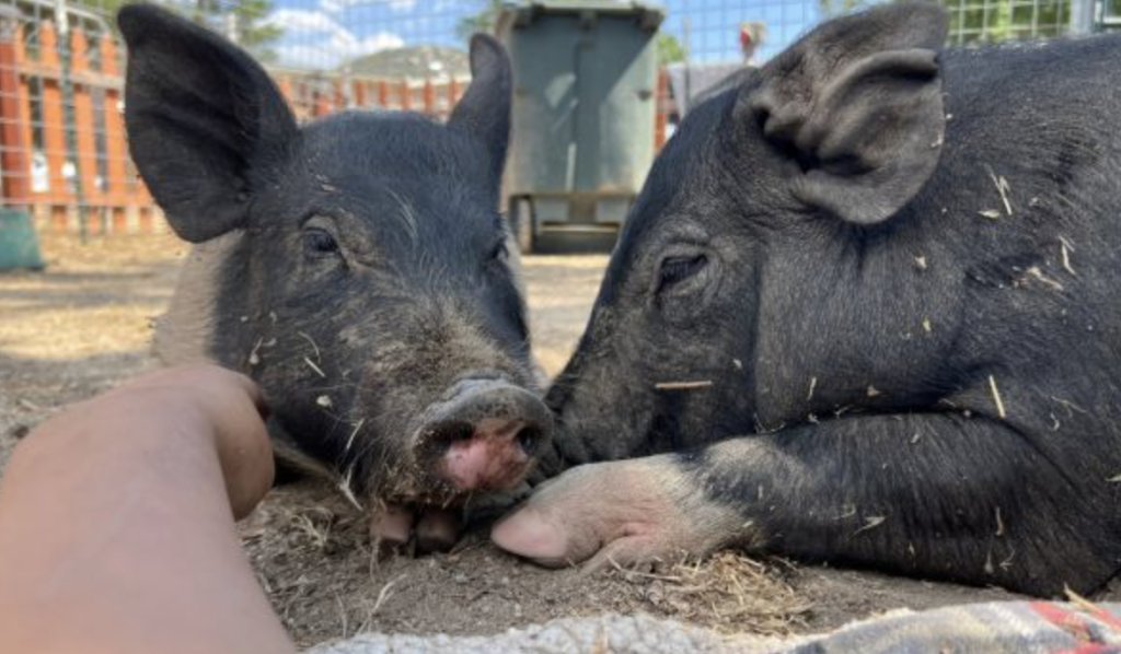 Meet the Newest Piglets! - Animal Place