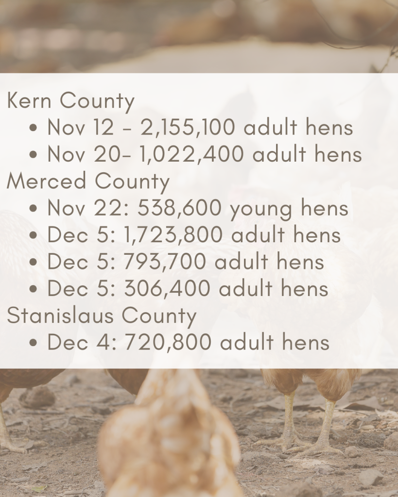 Egg Supply Shortages: The Hidden Costs of Avian Influenza - Animal Place