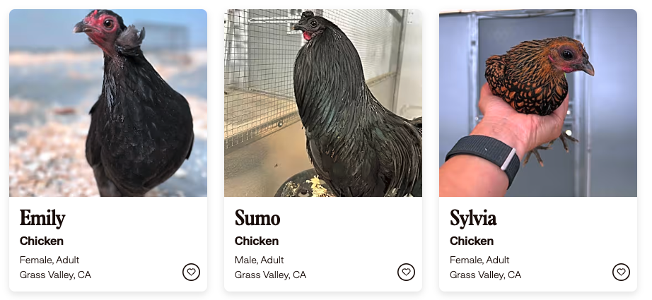 Adopt a Farmed Animal—Change a Life Today - Animal Place