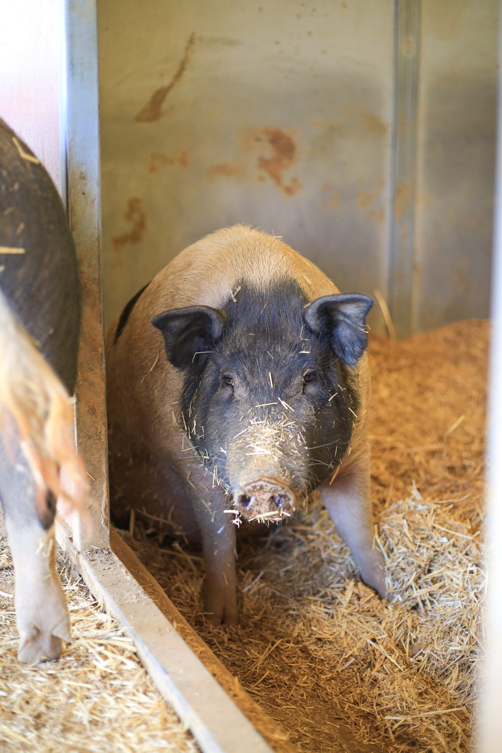 Winston and Stewart - Animal Place