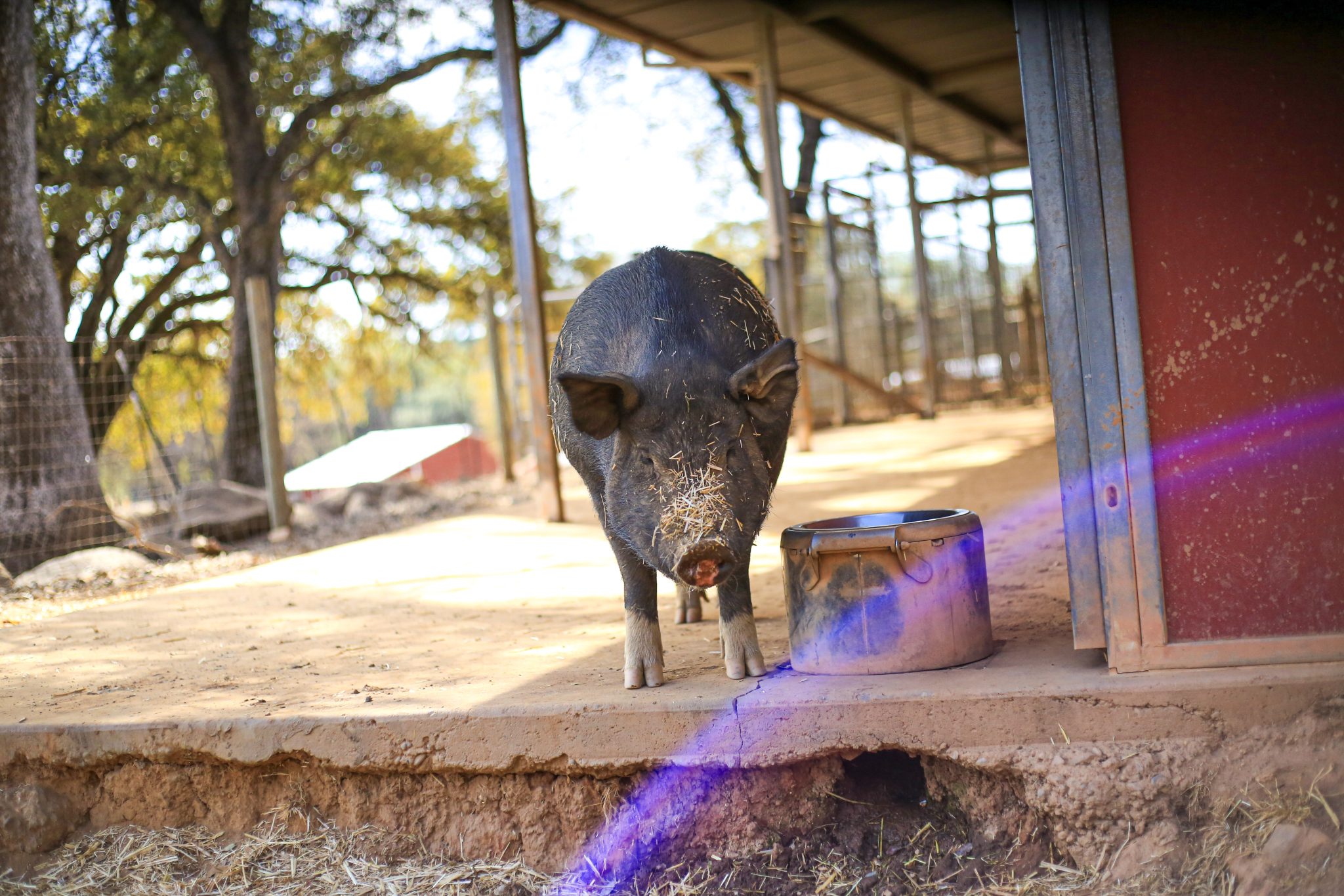 Winston and Stewart - Animal Place
