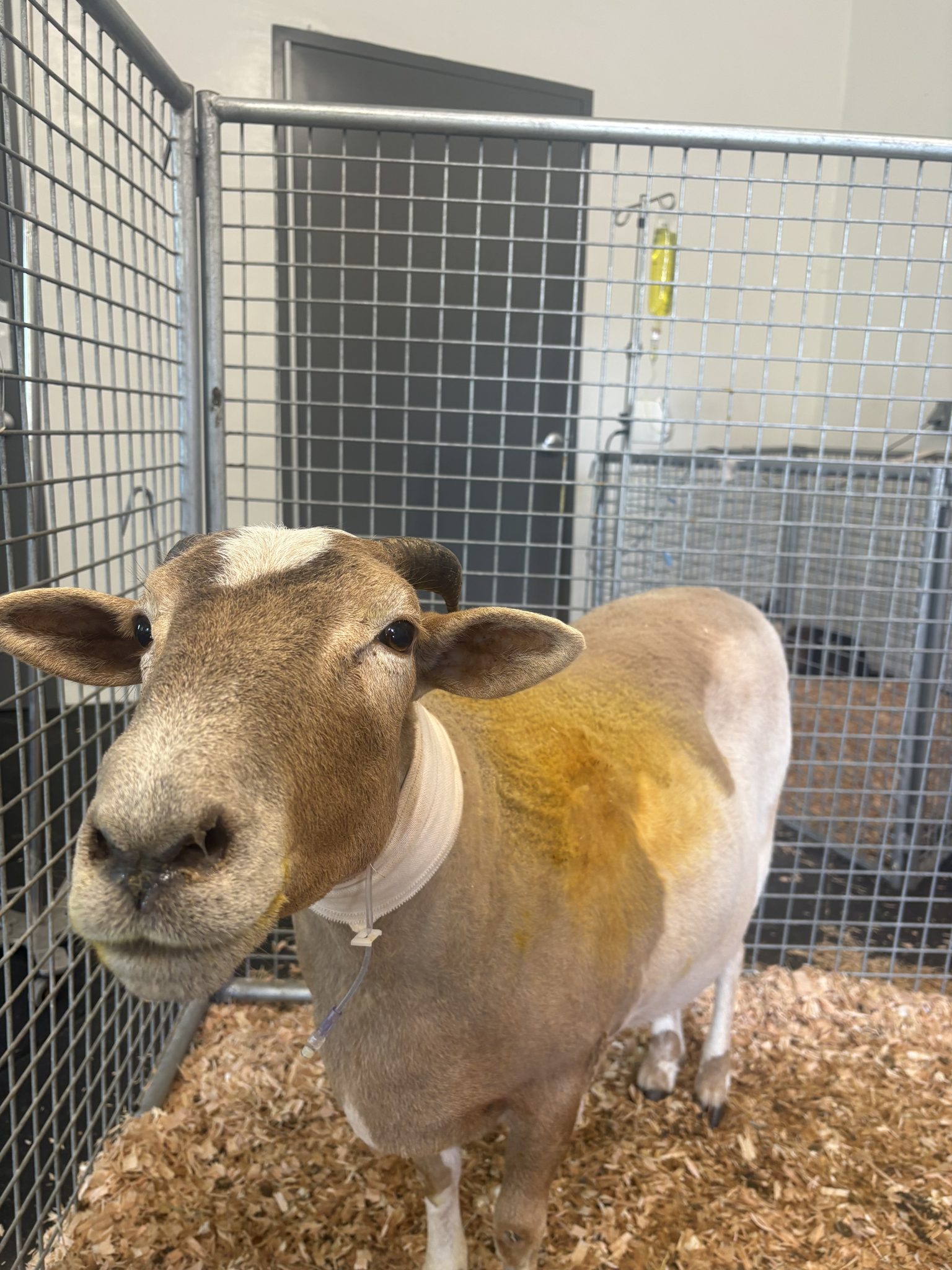 Rescued Sheep Benny is Hospitalized